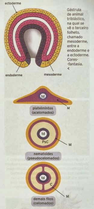 Segundo Ano Biologia: Embriologia