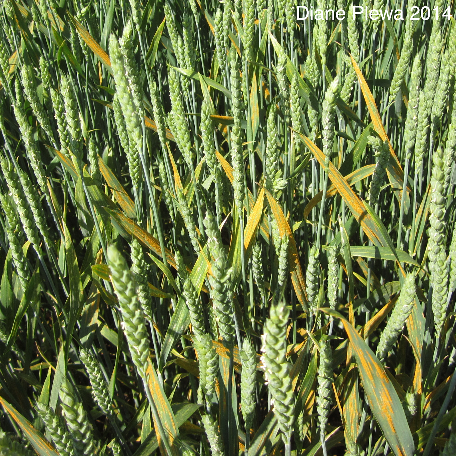 University of Illinois Plant Clinic