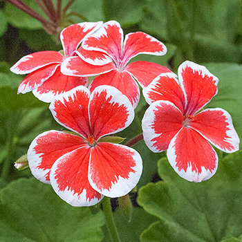 The Joy of Geraniums!