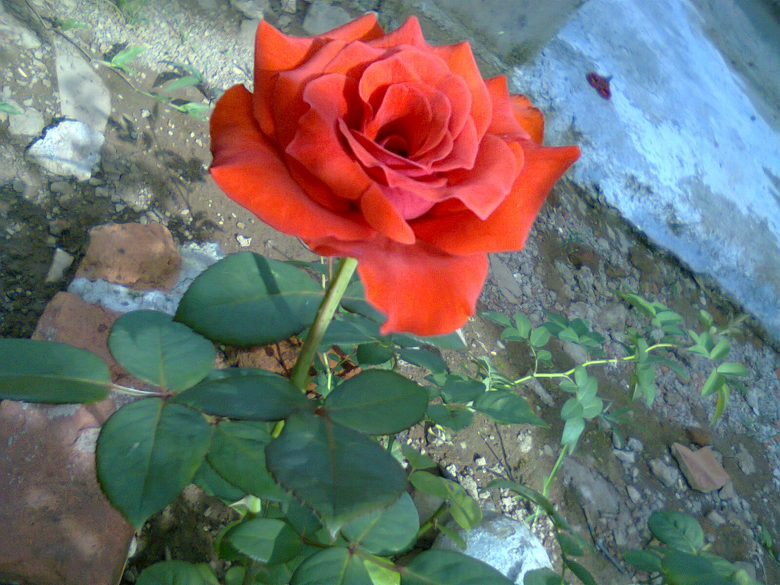 Paling Keren 25+ Bunga Mawar Oren - Gambar Bunga Indah