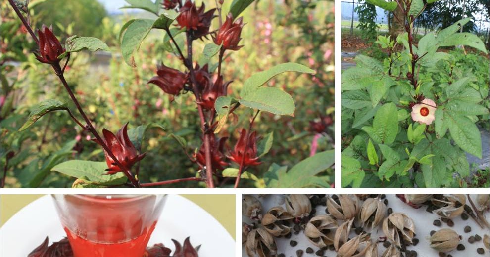 Indigenous Vegetables at a Glance: Roselle