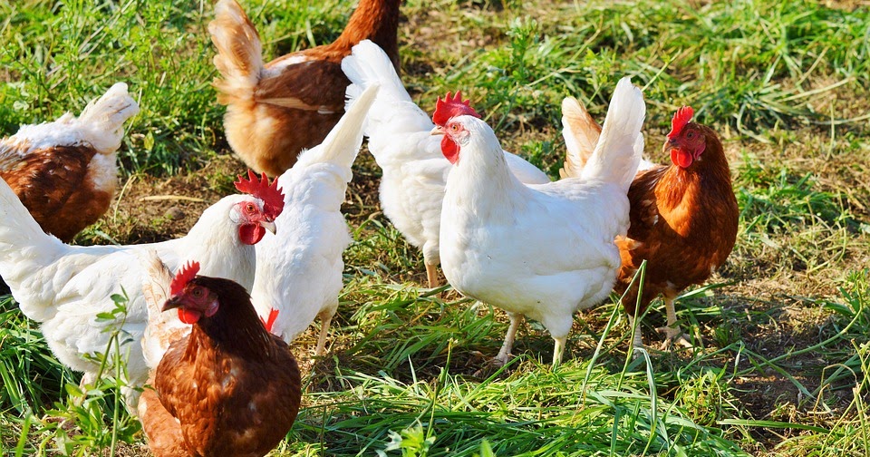 Poultry Farm Project for 1000 Birds ~ Poultry Farming India