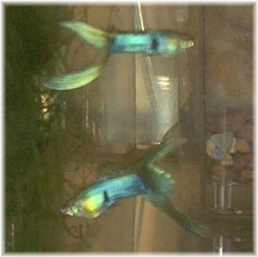 Swordtail Guppies: Moscow & Japan Blue Swordtails