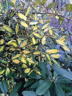 Shoreline Area News: In The Garden Now…. Elaeagnus Shrubs