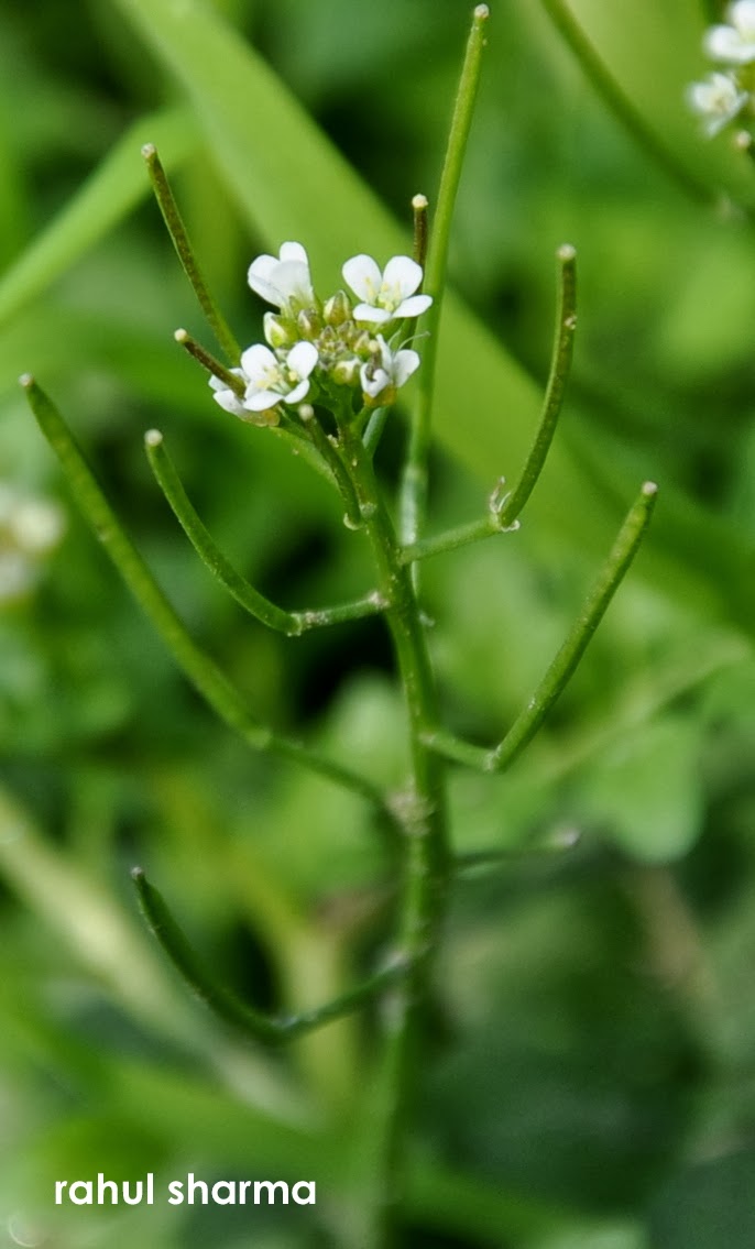 Cardamine hirsuta L. (BITTERCRESS ) ~ Wild Flora Of Dwarka