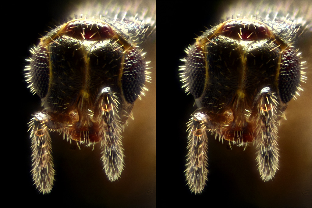 ムシをデザインしたのはダレ？: ヒメコバチ科 Tetrastichinae亜科 Melittobia sp. 深度合成