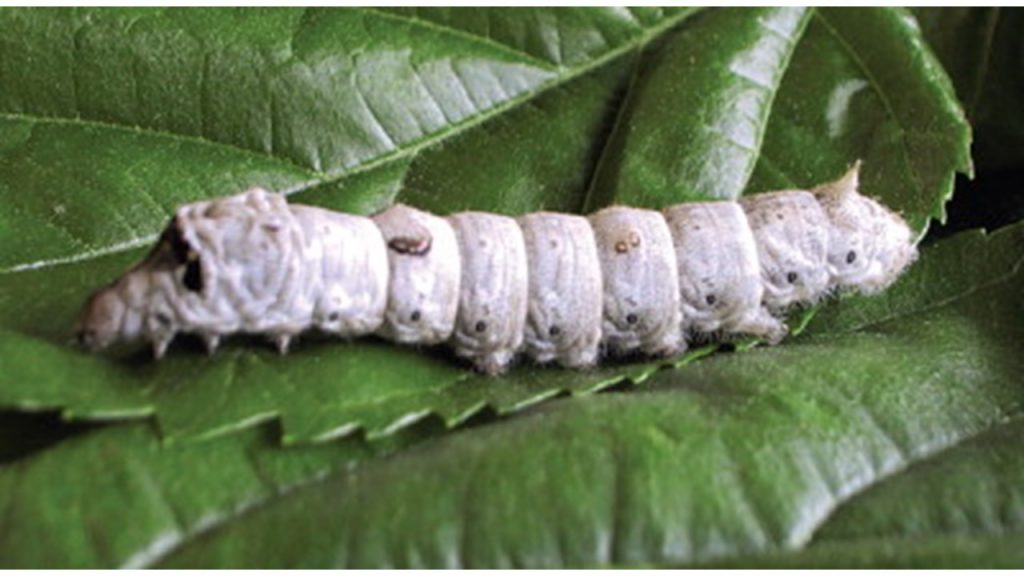 Penyuluh Kehutanan: Mengenal Ulat Sutera