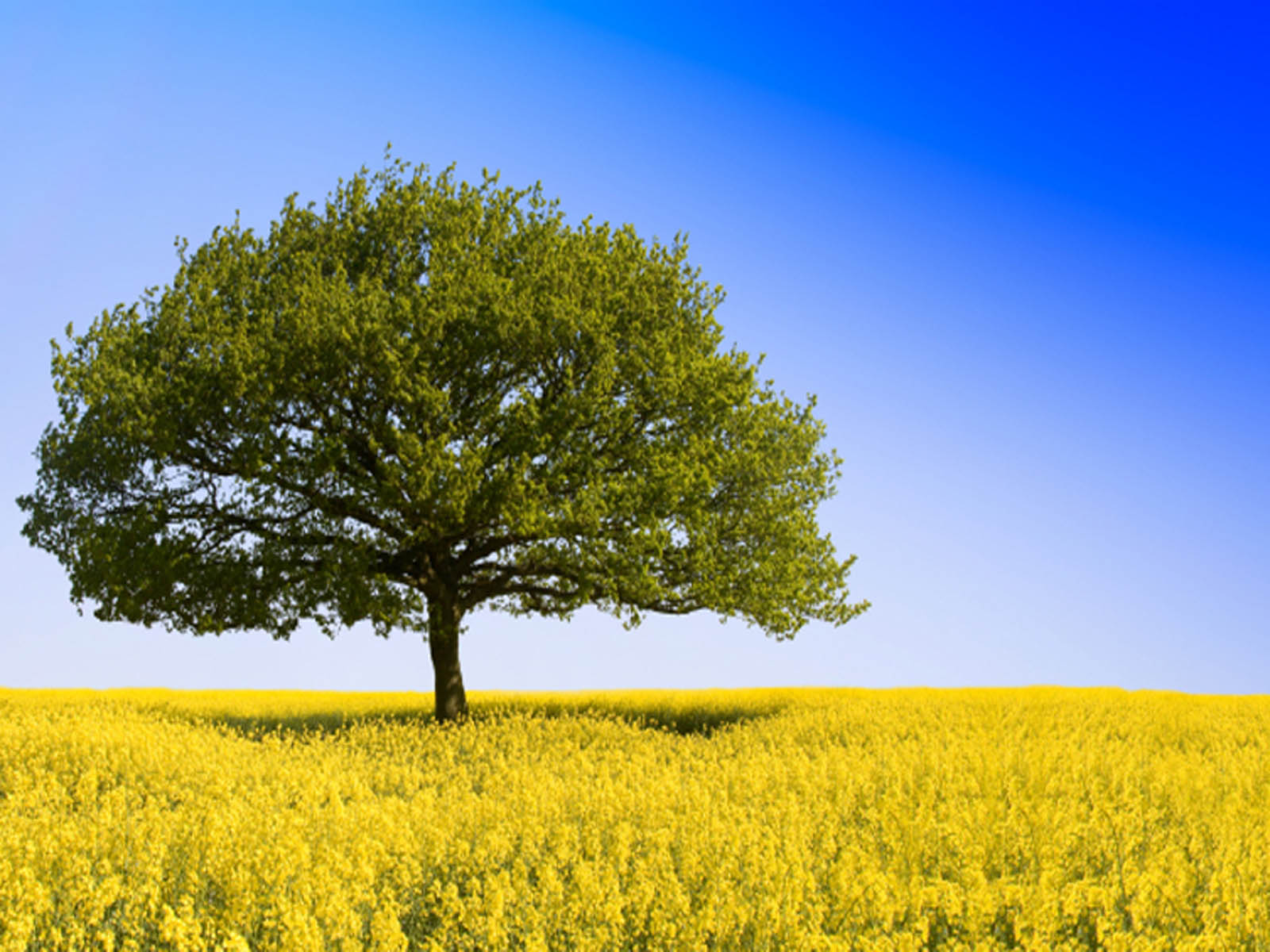 wallpaper: Tree In Field