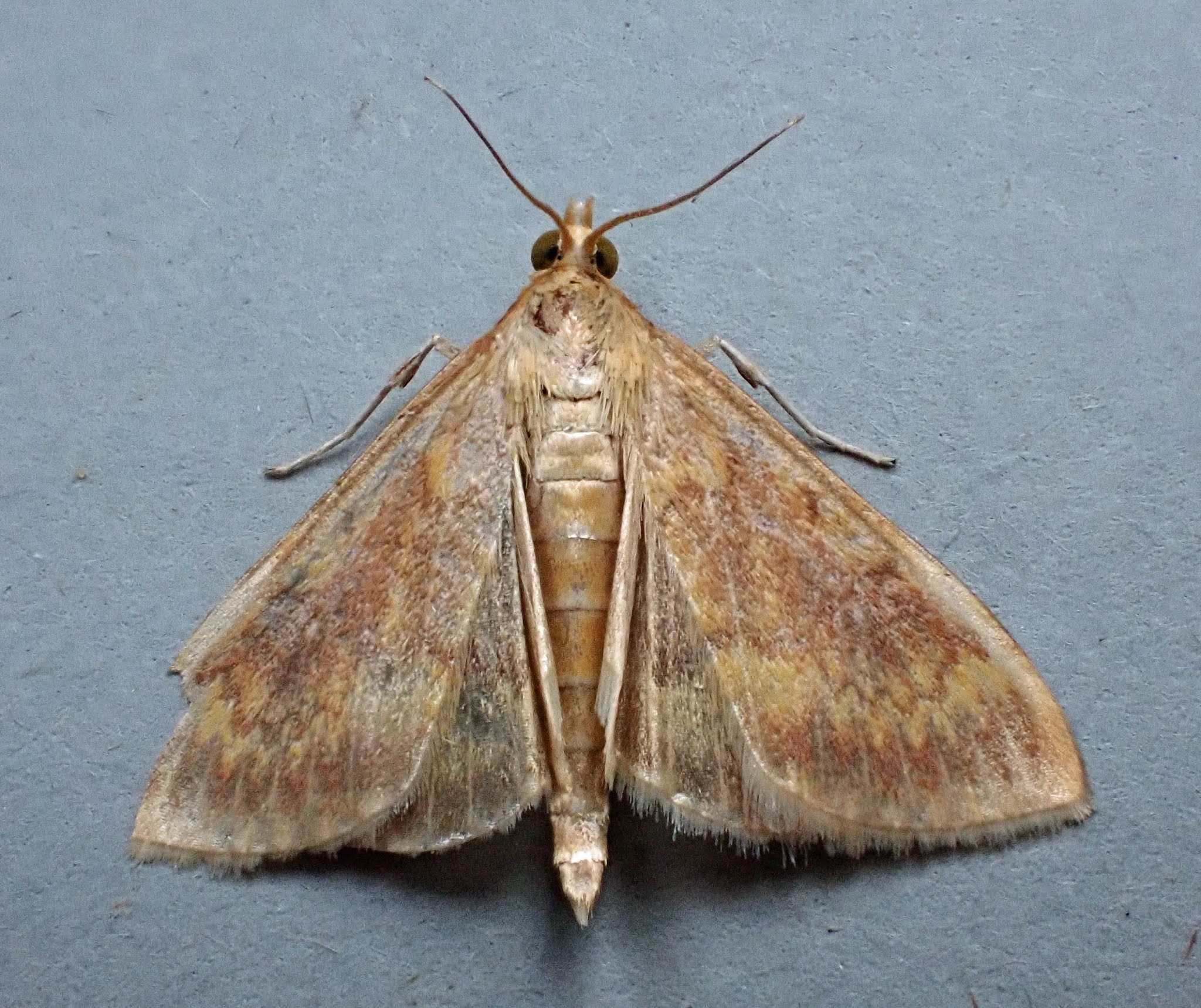 Upper Thames Moths: European Corn-borer and [Edit] most likely Large ...