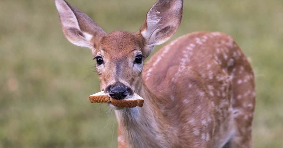 Marian's Hunting Stories, etc., etc., etc...: A Whole Loaf Of Bread