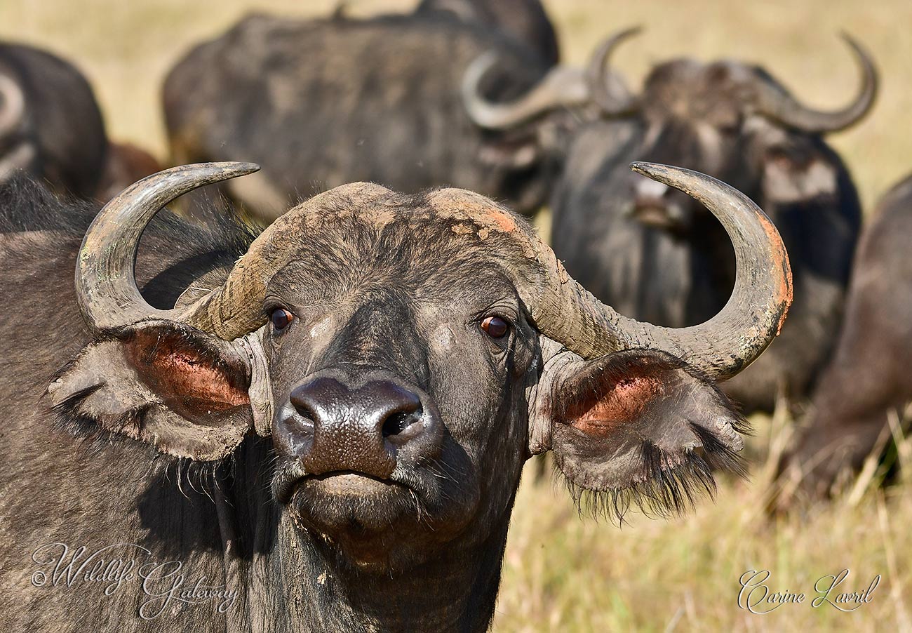 WILDLIFE GATEWAY: Le Buffle d'Afrique