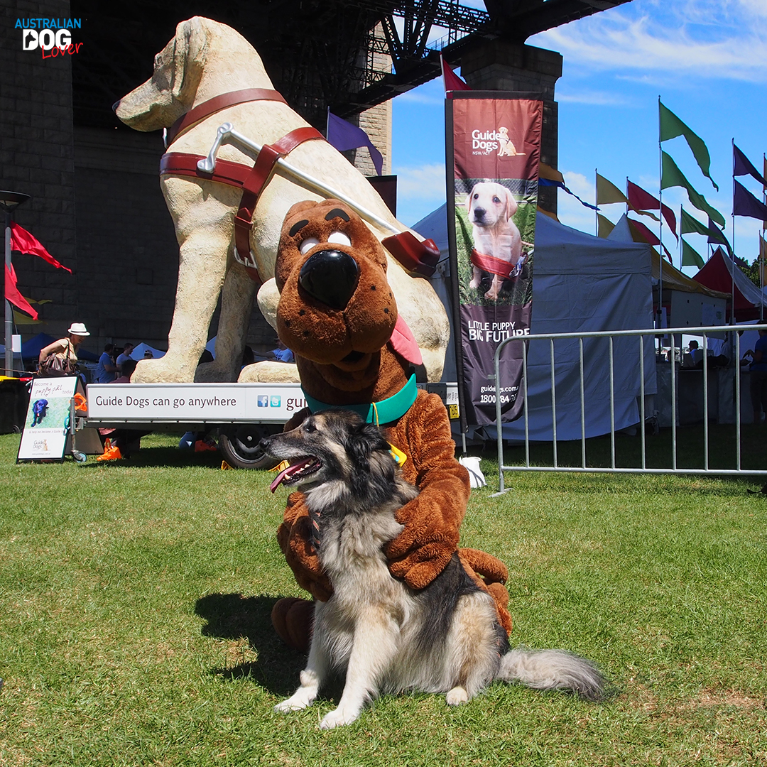 Guide Dogs at Sydney Dog Lovers Show | Australian Dog Lover