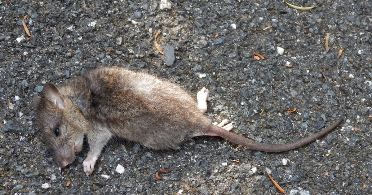 67 Not Out: The Mystery Of The Mouse Triangle