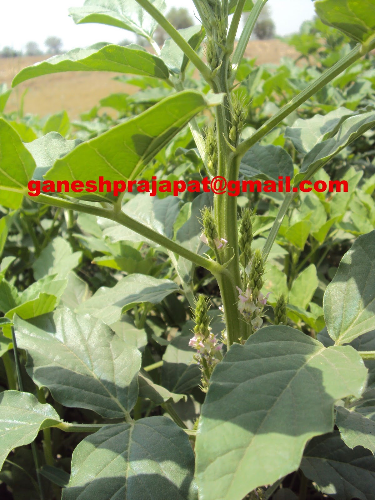 GUAR GUM INFORMATION AND GUAR GUM CULTIVATION IN INDIA: GUAR PHOTO GALLERY