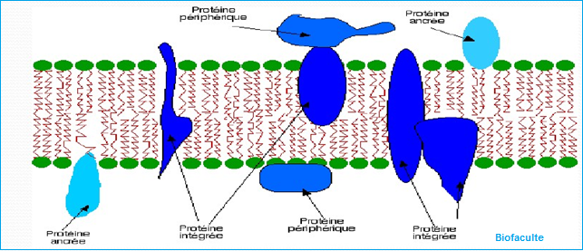 Membrane cellulaire Définition et Structure avec Schémas | Bio faculté