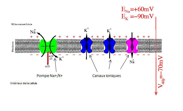 Le potentiel de repos