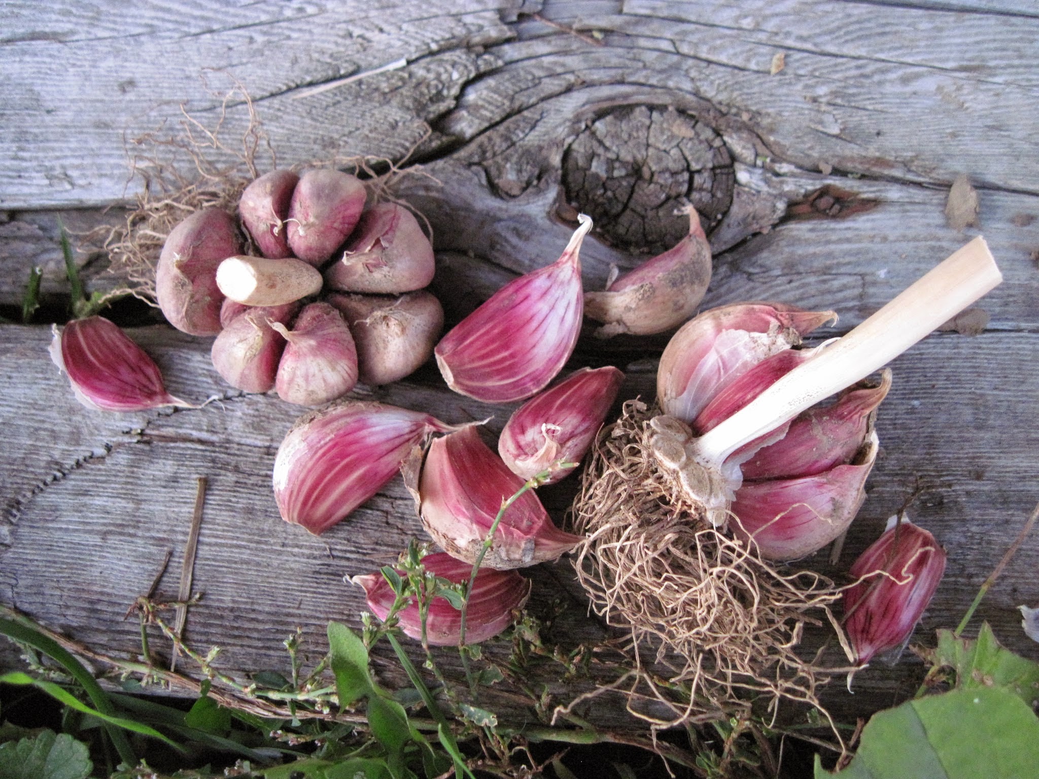 Growing Ontario Garlic: Garlic Growing Guide