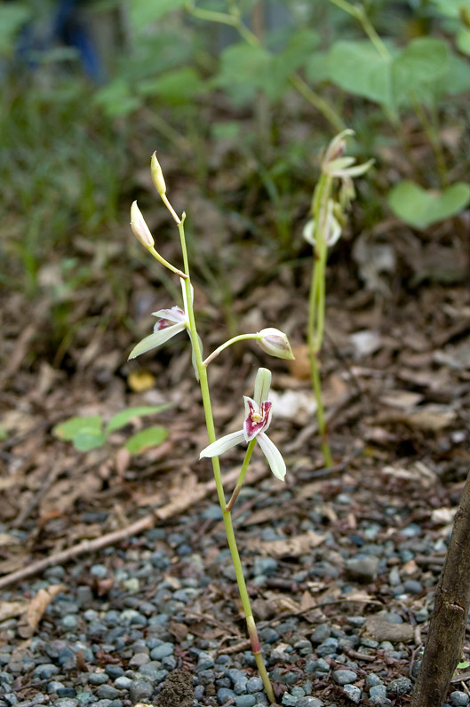 Cymbidium macrorhizon - The Long Rhizome Cymbidium care and culture ...