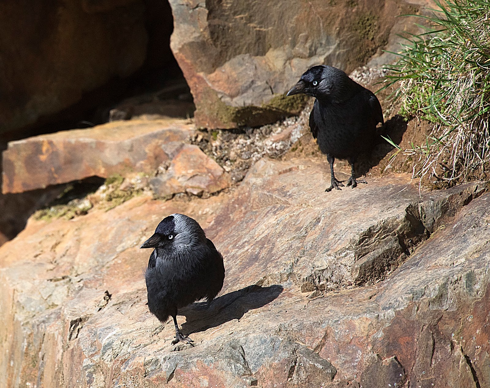 Alan James Photography : Jackdaws around their nest,