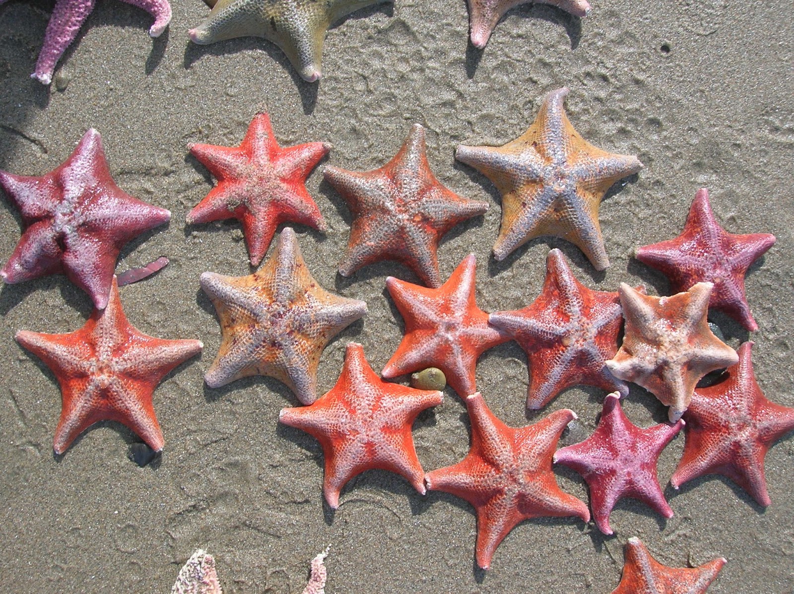 Method to the Madness: Kindness & the Starfish Proverb - Tremendous ...