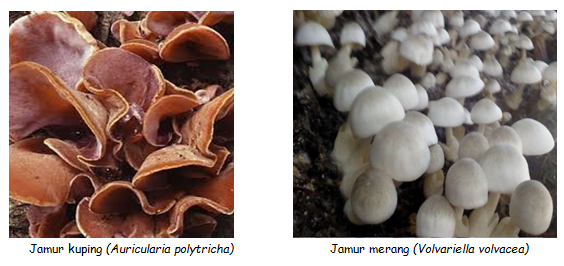 JAMUR (FUNGI): Ciri umum Jamur - BELAJAR BIOLOGI