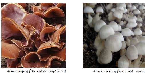 JAMUR (FUNGI): Ciri umum Jamur - BELAJAR BIOLOGI