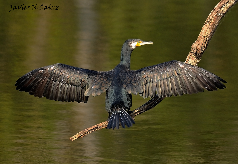 Fauna y fotografía: CORMORANES