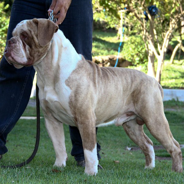 buldogue campeiro on Pinterest | Bulldogs, Brazil and Php