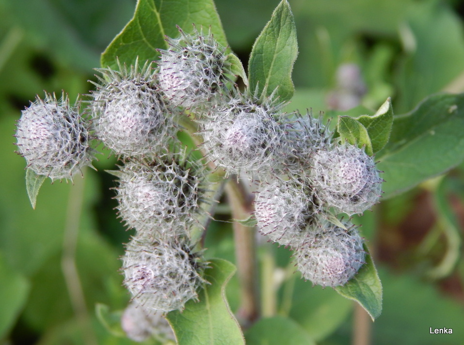 Bylinky ze Salaše: Lopuch větší, lopuch plstnatý (lopuch pavučinatý)