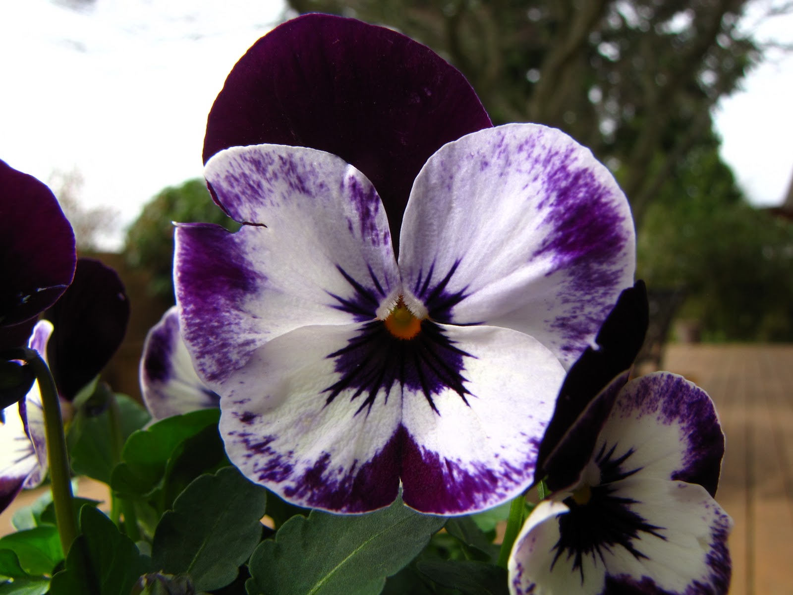A Gardener in Progress: Voila, Violas!