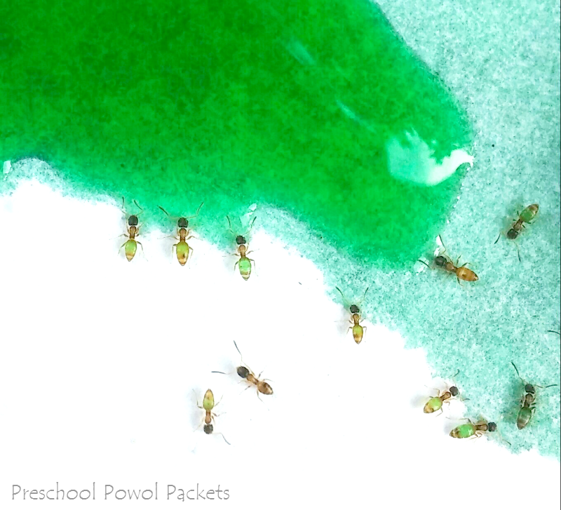 Science Experiment: Changing Ants Colors! | Preschool Powol Packets