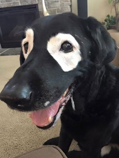 Perro labrador con Vitiligo.