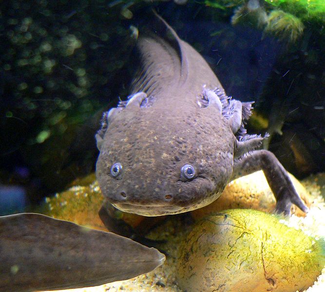 Musings of a Biologist and Dog Lover: Interesting Animals: Axolotl