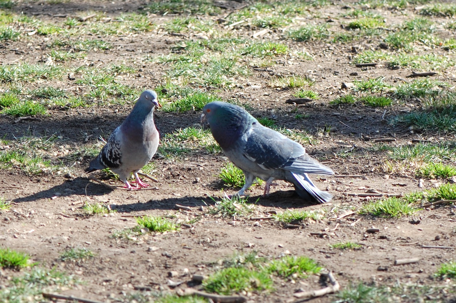Urban Wildlife Guide: A Pigeon Couple