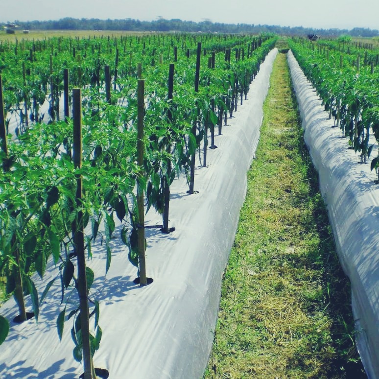 Inilah Manfaat Dari Pemakaian Mulsa Pada Tempat Pertanian | Jual Mulsa ...