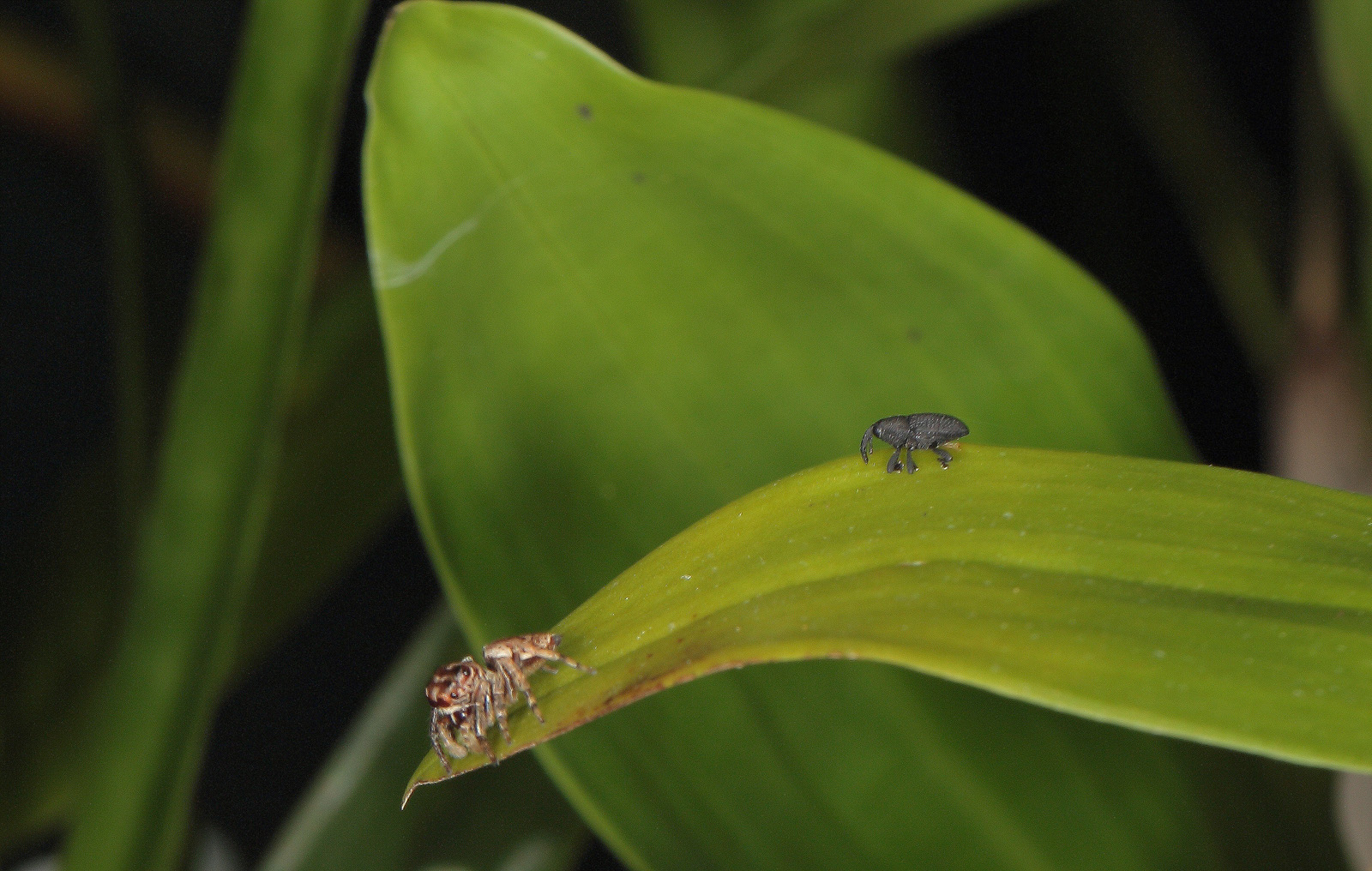 BunyipCo: Orchid Foes--and Friends (a follow-up)