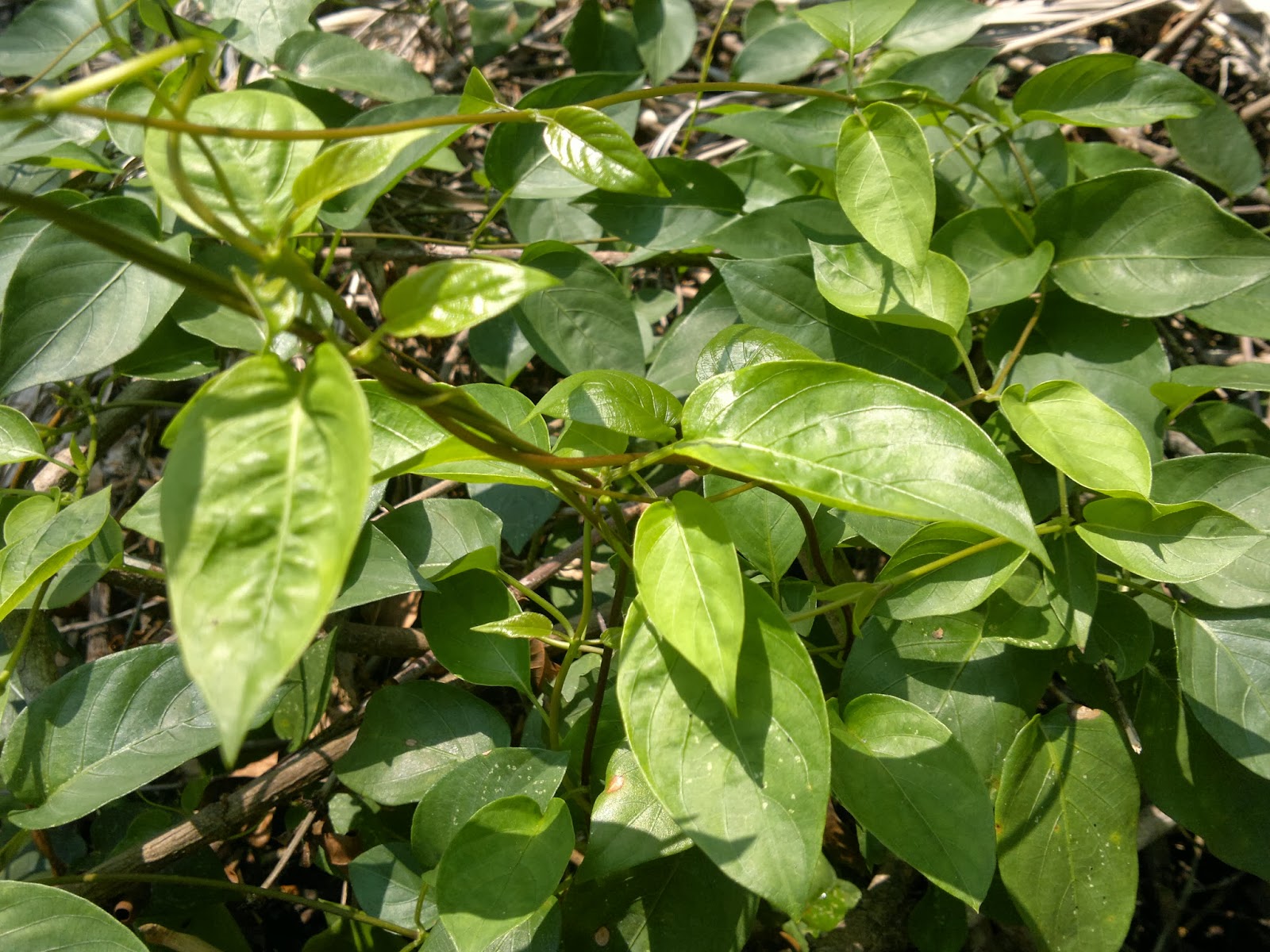 Jadilah Lebih Baik: MANFAAT DAUN SEMBUKAN