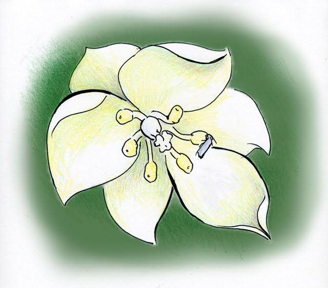 Pollinators: The Yucca Moth and the Yucca