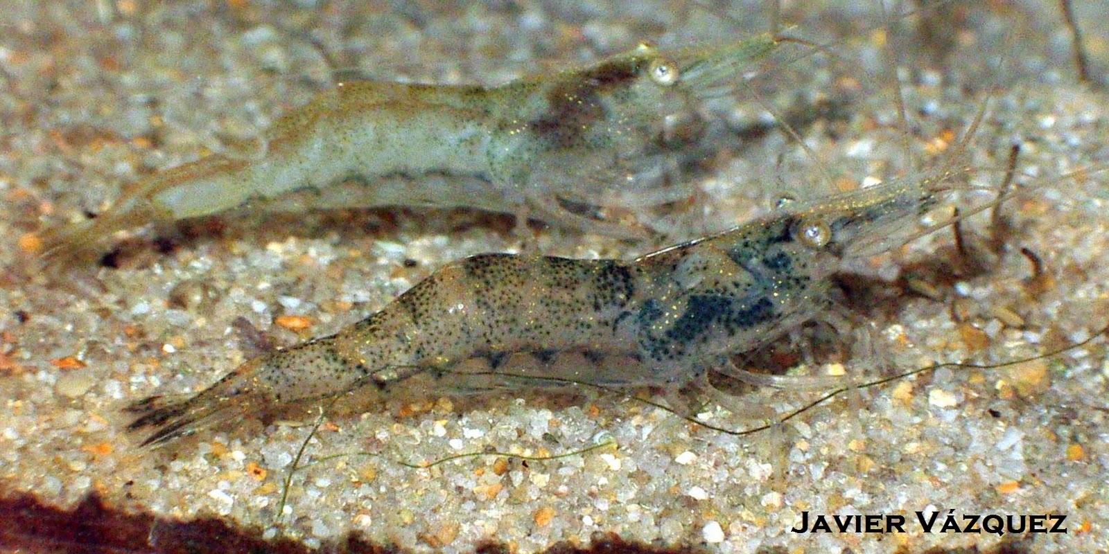 Veterinari@ y Naturaleza: Camarón de río