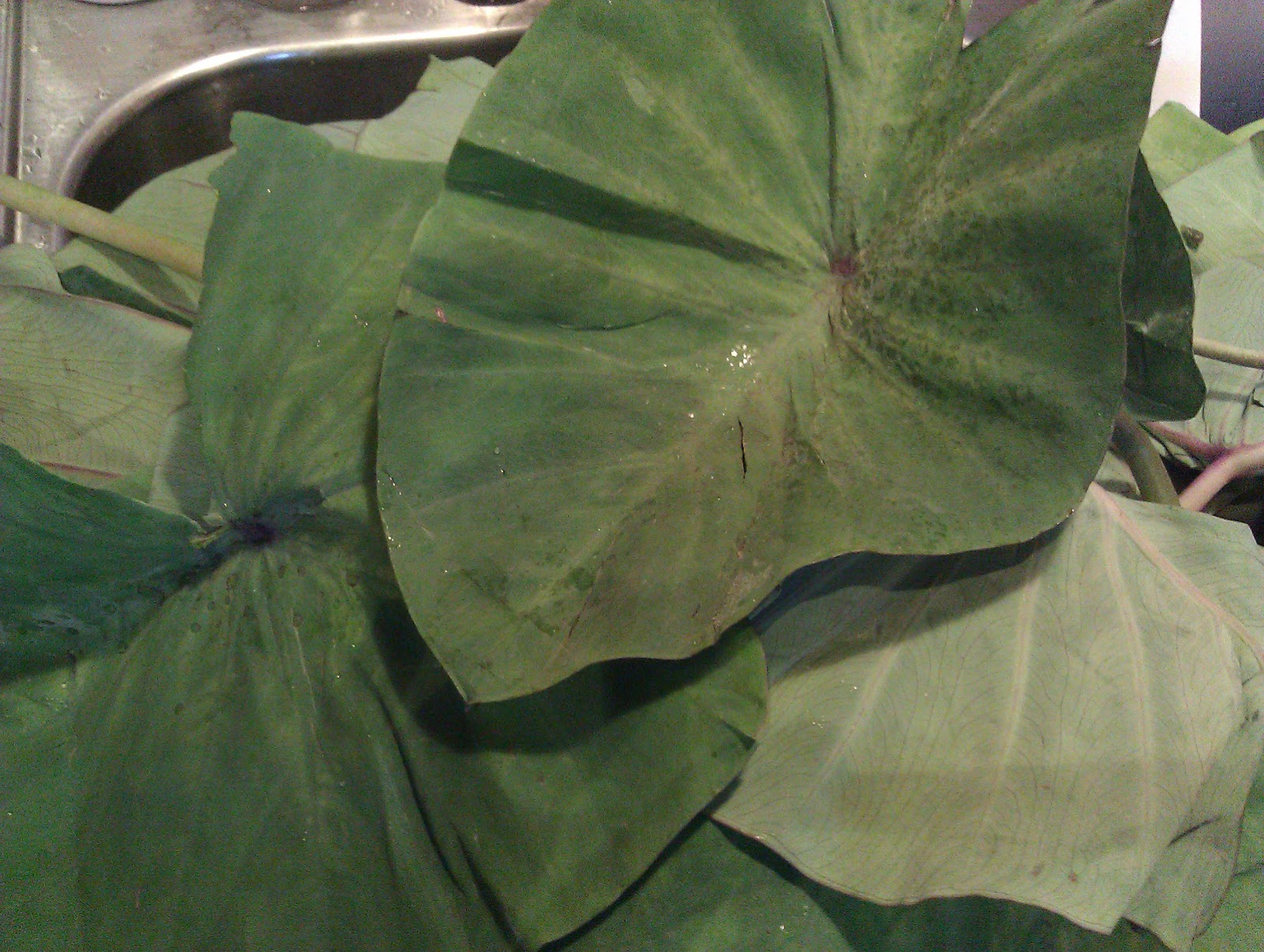 Kūlia cooks!: Laulau inspiration