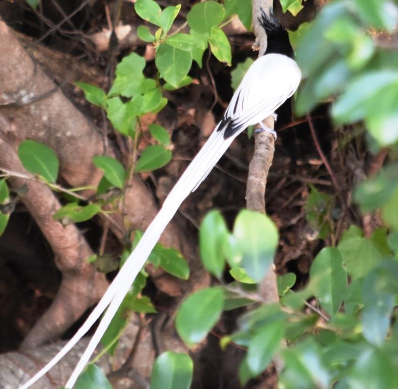 Kumbuk Pokuna Lodge: Sudu Redi Hora - "sudu redi tika gaththa" heta ...