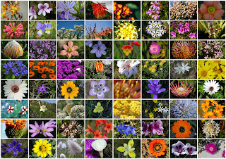 A Passion for Flowers: Fynbos: A Treasured Natural Heritage