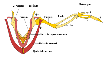 Pollo Engorde: Caracteristicas fisicas, Organos vitales, estructura ...