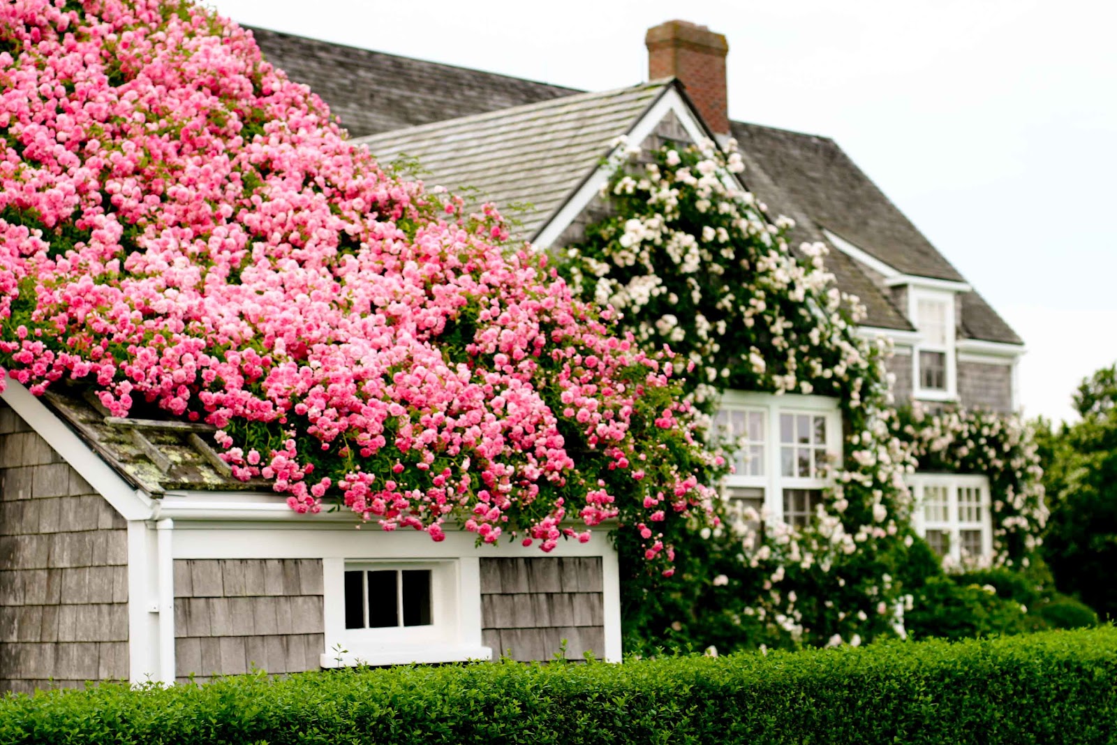 Roses- Nantucket Island, MA. | Peaceful settings | Rose house ...