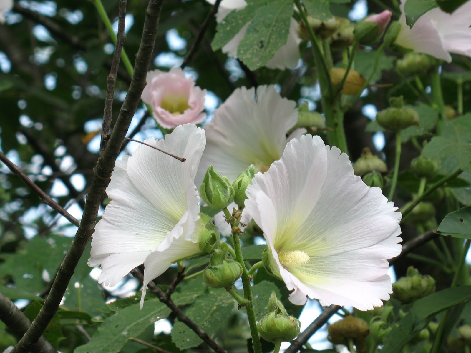 Jurnal de gradina: Gradina cu nalbe