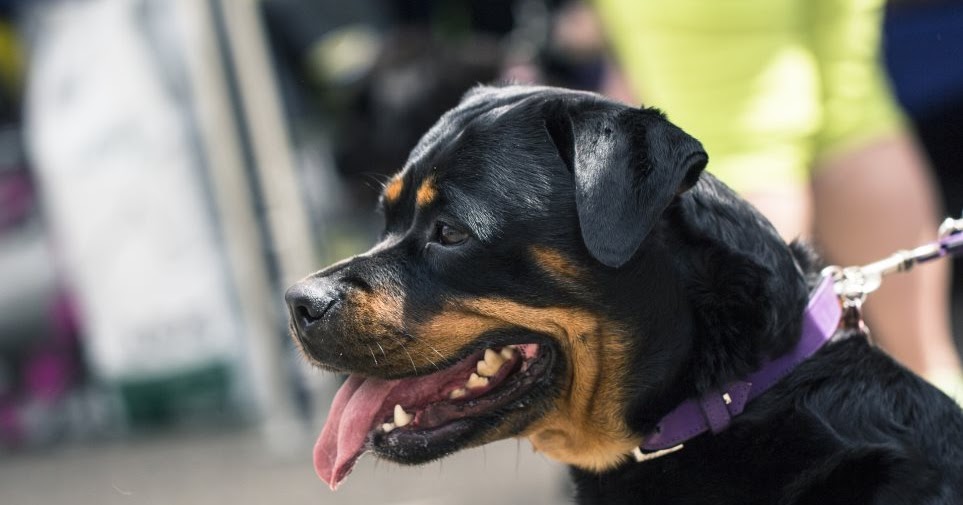Ροτβάιλερ: Γιατί τα σκυλιά αυτής της ράτσας είναι πιο επικίνδυνα ...