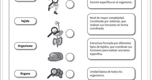 Ciencias Naturales de Primaria: "Niveles de organización celular ...