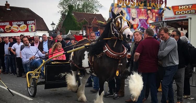 Gypsy Cob UK