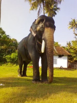 Elephant photos: mangalamkunnu karnan