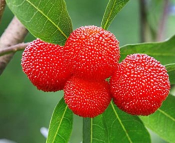 Fruit Names A to Z with Pictures - Informative Talks